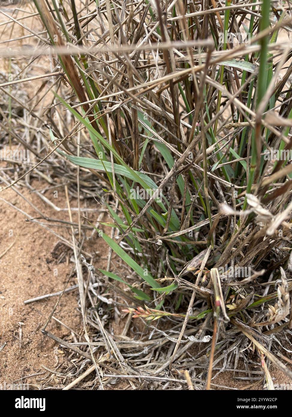 Perennial Veldtgrass (Ehrharta calycina Stock Photo - Alamy