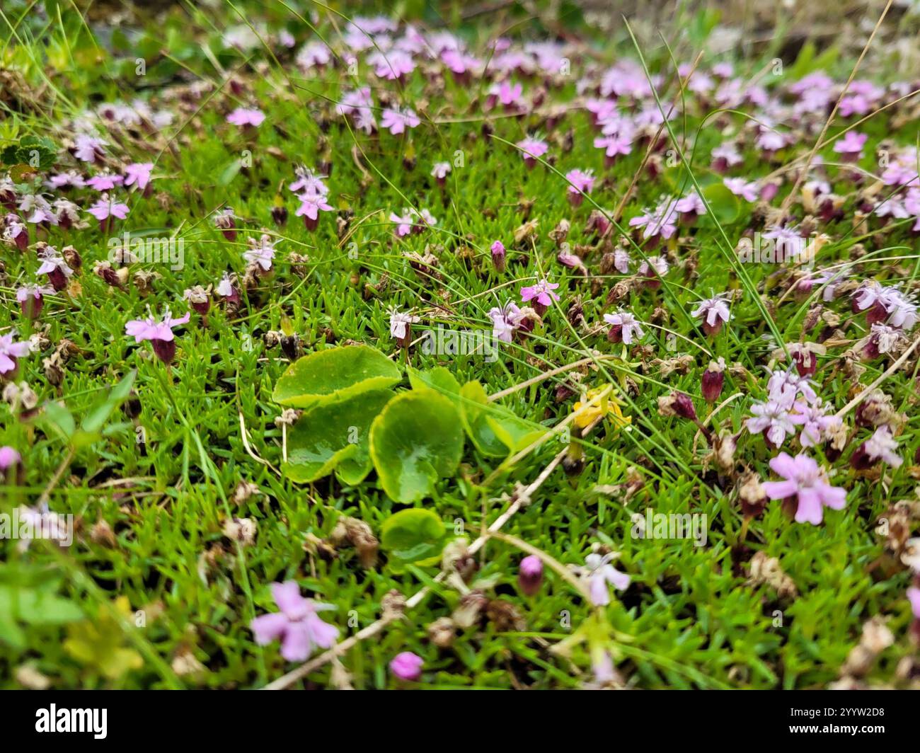 Moss Campion (Silene acaulis Stock Photo - Alamy