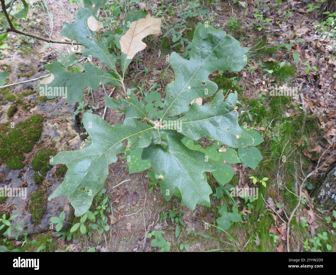 post oak (Quercus stellata Stock Photo - Alamy