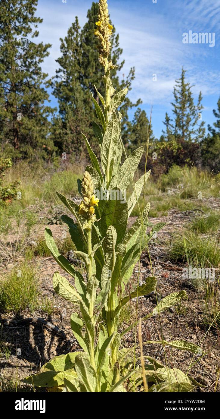 great mullein (Verbascum thapsus Stock Photo - Alamy