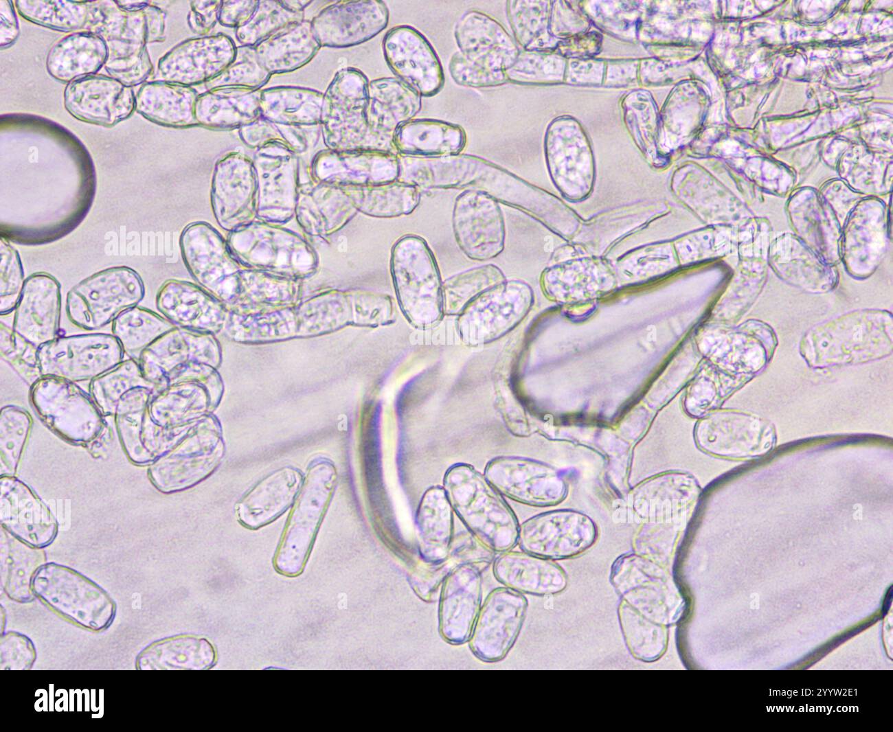 Rose Powdery Mildew (Podosphaera pannosa Stock Photo - Alamy