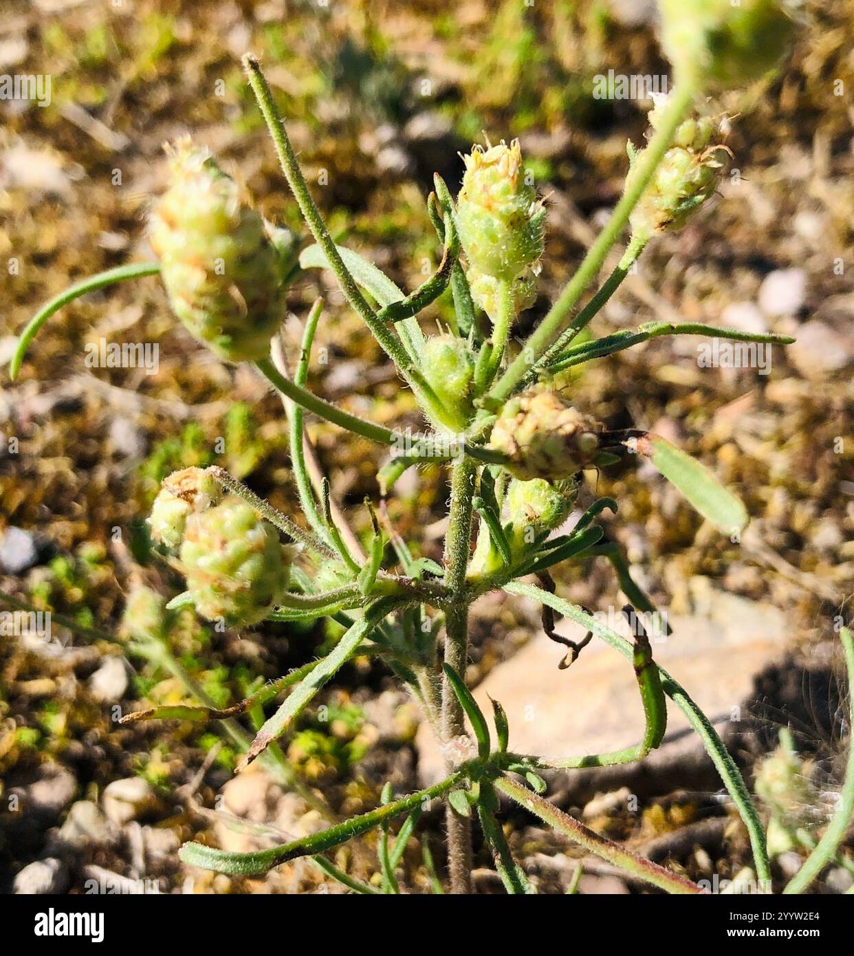 Plantago arenaria hi-res stock photography and images - Alamy
