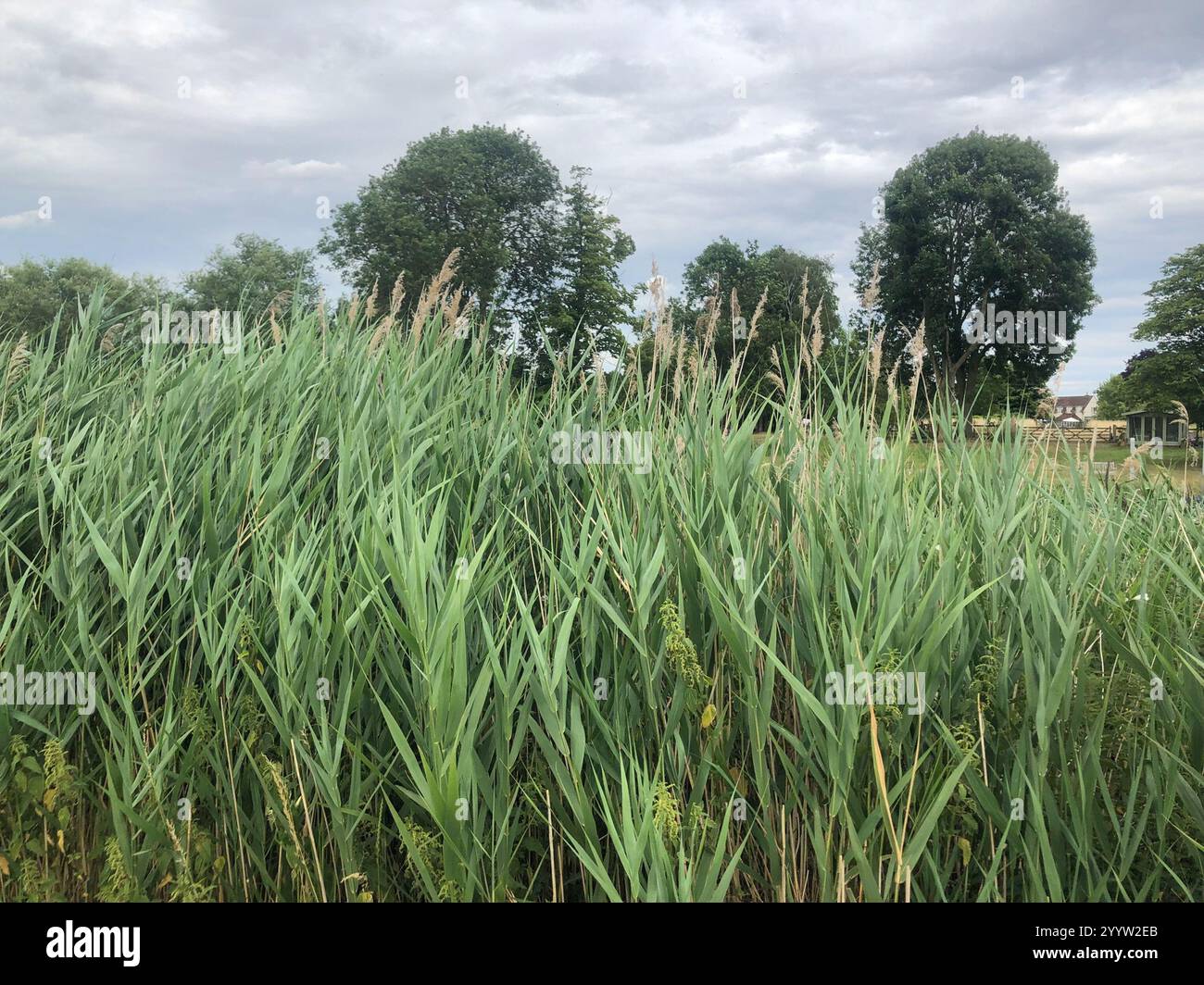 common reed (Phragmites australis Stock Photo - Alamy