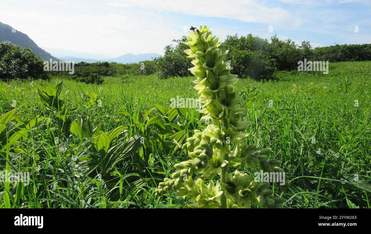 white false hellebore (Veratrum oxysepalum Stock Photo - Alamy