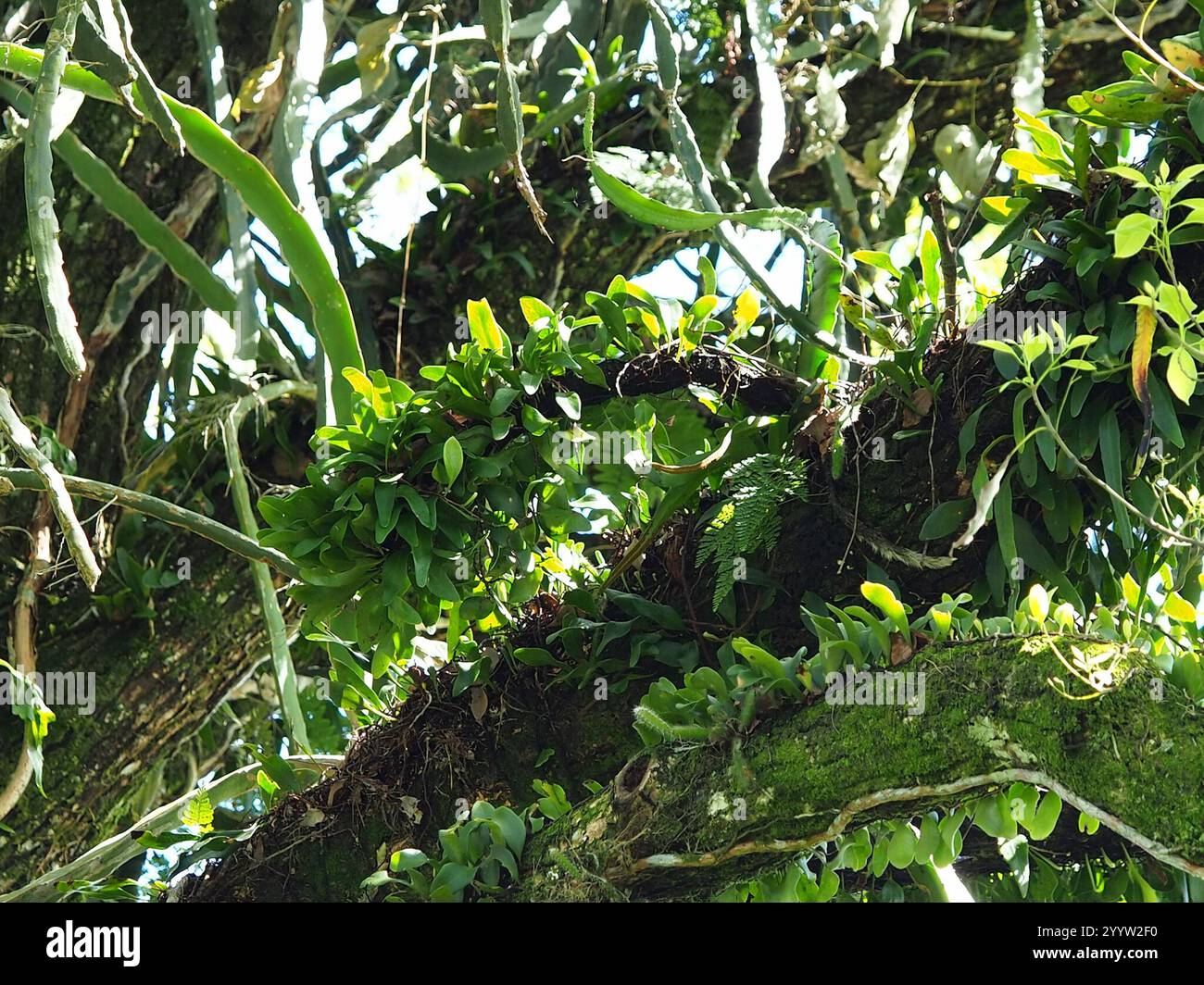 Lanceleaf Tongue Fern (Pyrrosia lanceolata Stock Photo - Alamy
