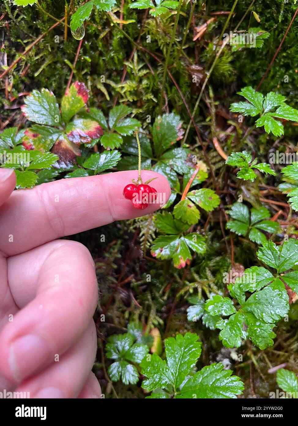 Five-leaf Dwarf Bramble (Rubus pedatus Stock Photo - Alamy