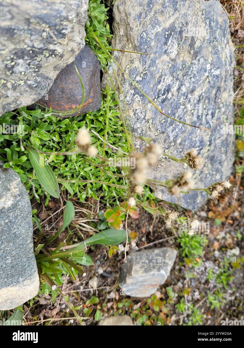 Alpine Pussytoes (Antennaria alpina Stock Photo - Alamy