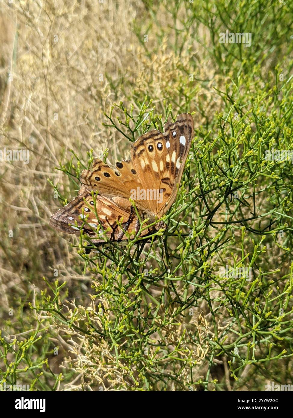 Hackberry Emperor (Asterocampa celtis Stock Photo - Alamy