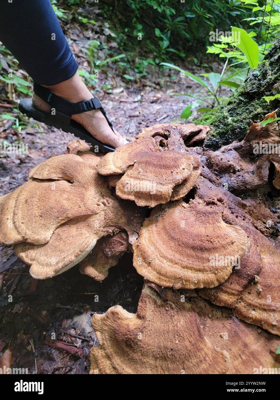 Berkeley's Polypore (Bondarzewia berkeleyi Stock Photo - Alamy