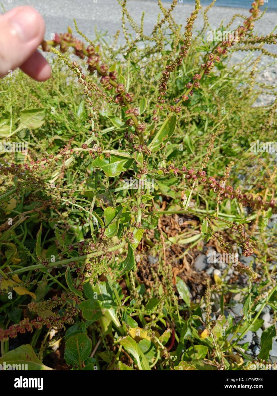 Clustered Dock (Rumex conglomeratus Stock Photo - Alamy