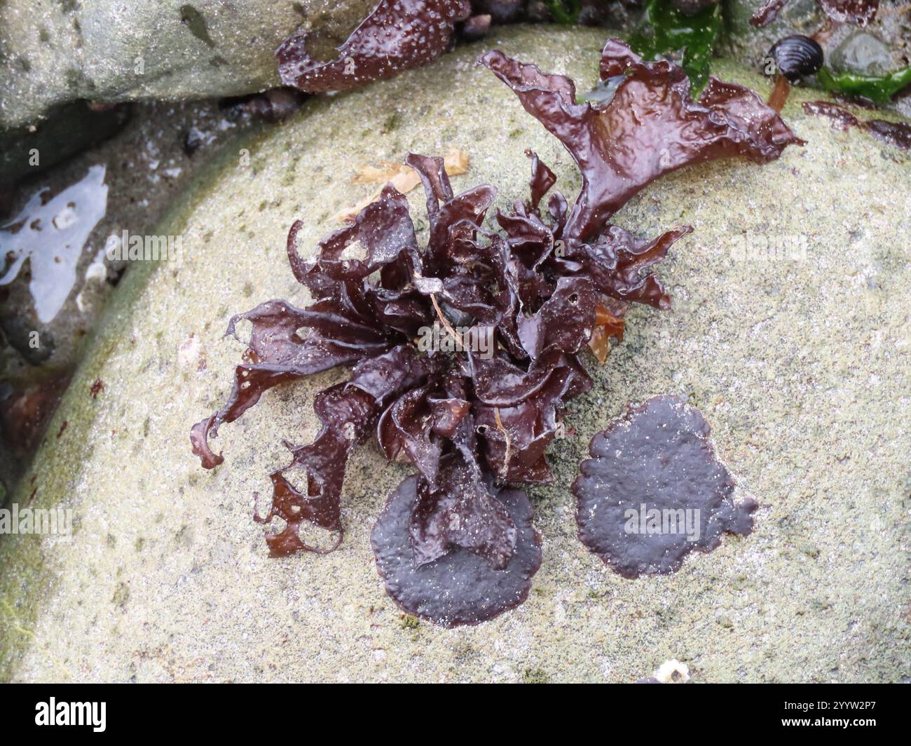 encrusting red algae (Mastocarpus Stock Photo - Alamy