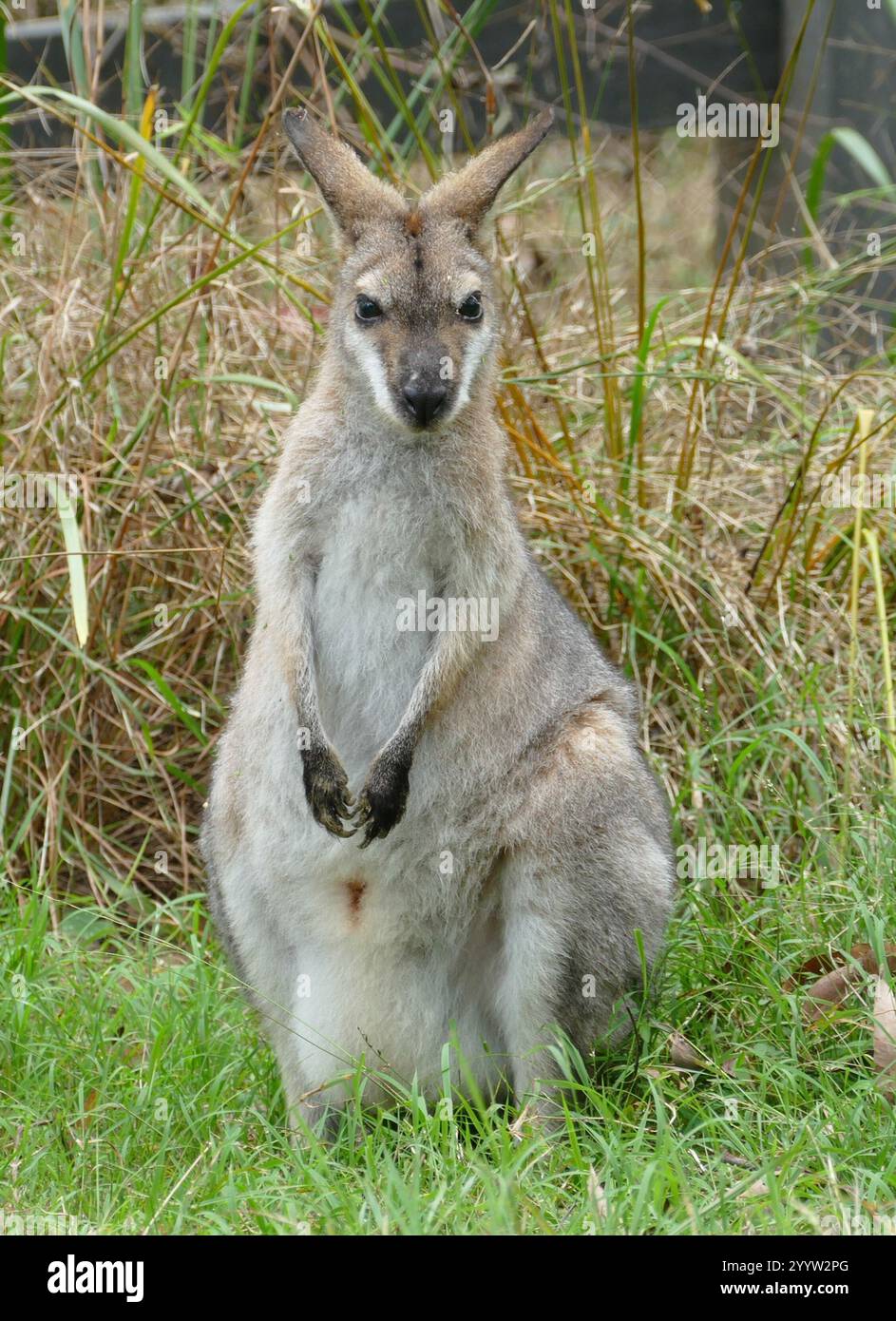 Red-necked Wallaby (Notamacropus rufogriseus Stock Photo - Alamy