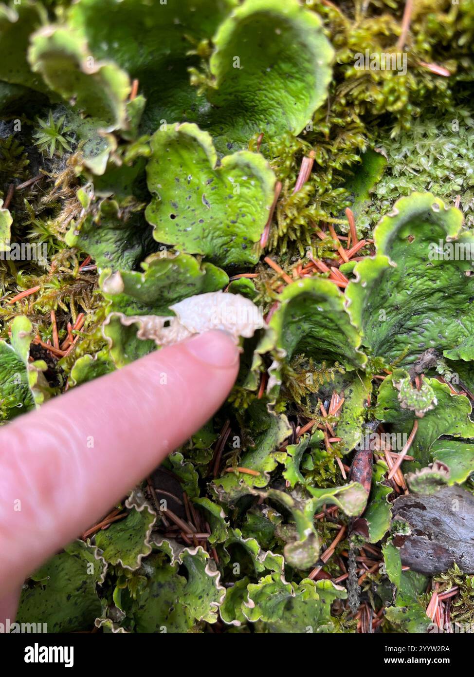 freckled pelt lichen (Peltigera aphthosa Stock Photo - Alamy