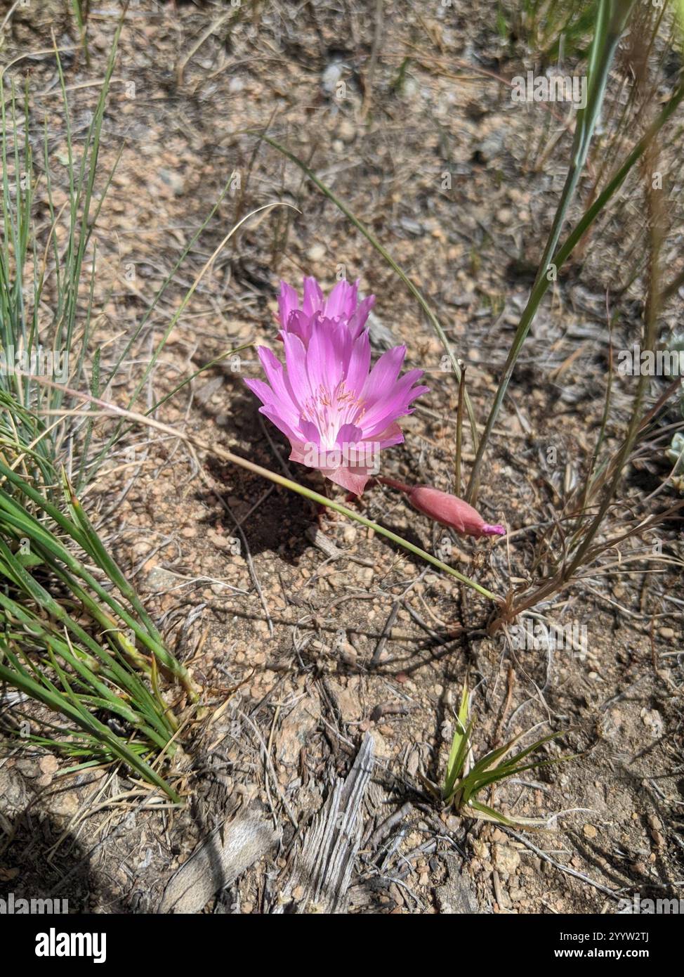 Bitterroot (Lewisia rediviva Stock Photo - Alamy