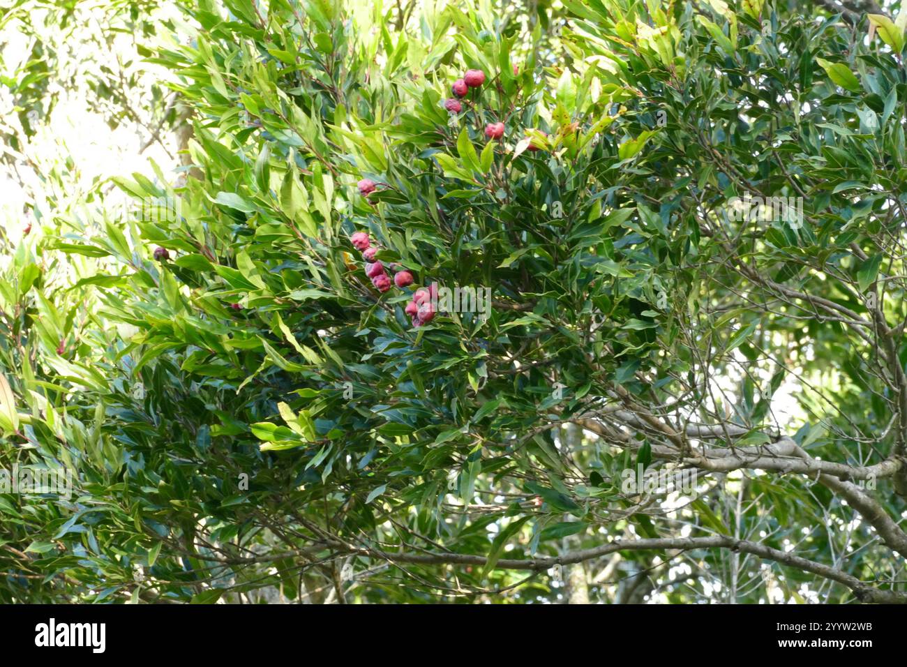 southern satinash (Syzygium ingens Stock Photo - Alamy