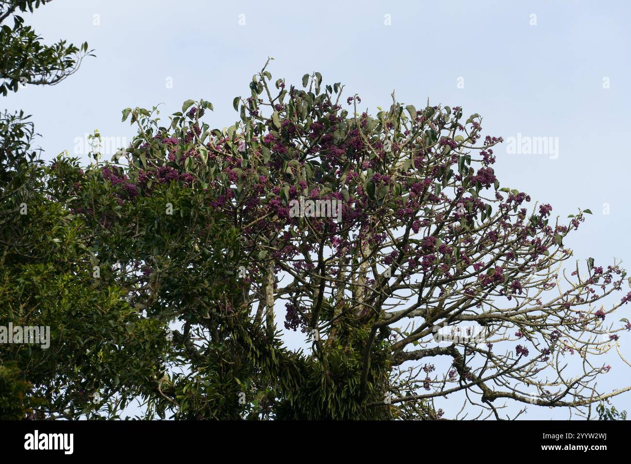 Giant Stinging Tree (Dendrocnide excelsa Stock Photo - Alamy