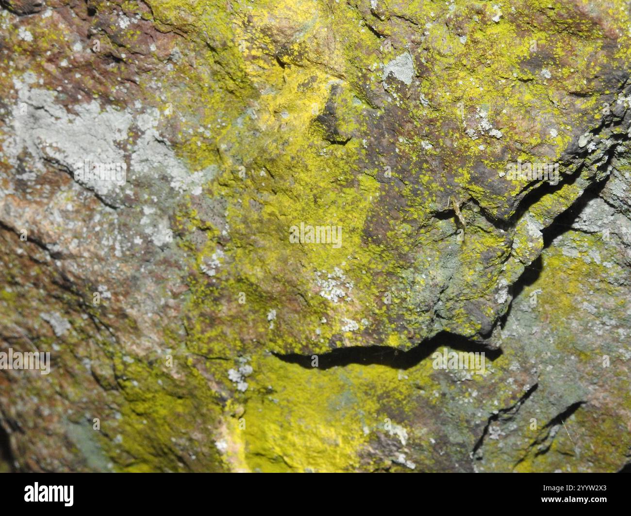 gold dust lichen (Chrysothrix candelaris Stock Photo - Alamy