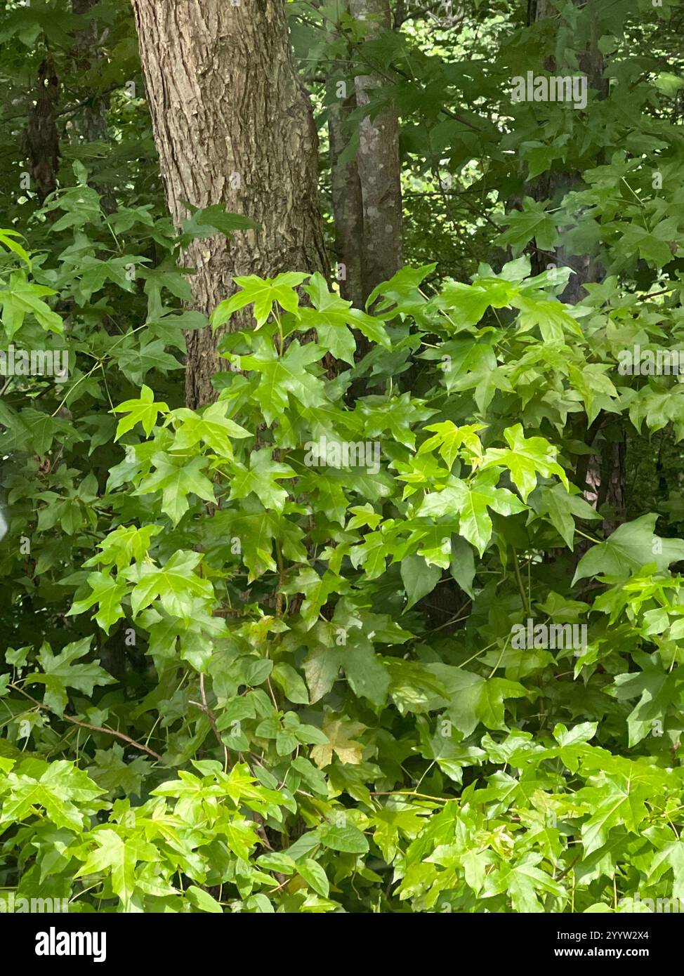 American sweetgum (Liquidambar styraciflua Stock Photo - Alamy