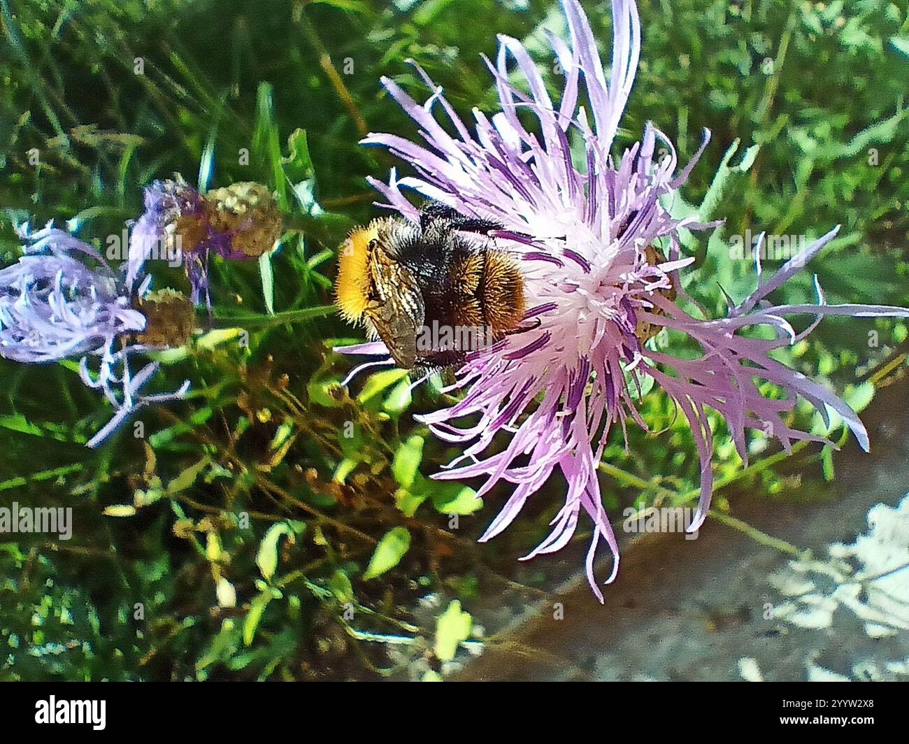 Common Carder Bumble Bee (Bombus pascuorum Stock Photo - Alamy