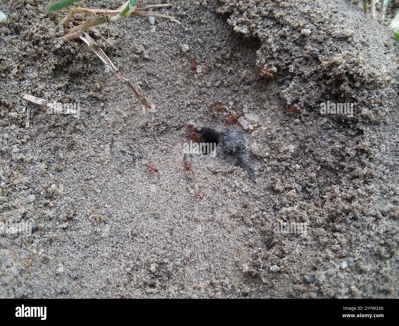 Buren's Pyramid Ant (Dorymyrmex bureni Stock Photo - Alamy