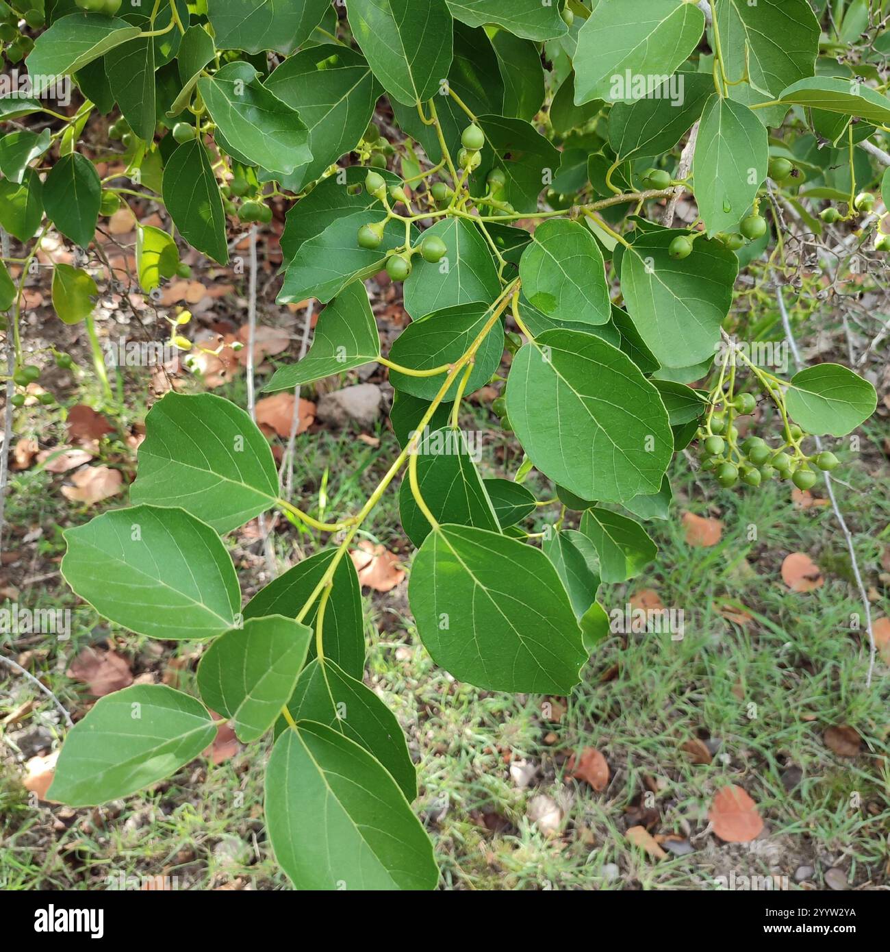 Cordia dichotoma hi-res stock photography and images - Alamy