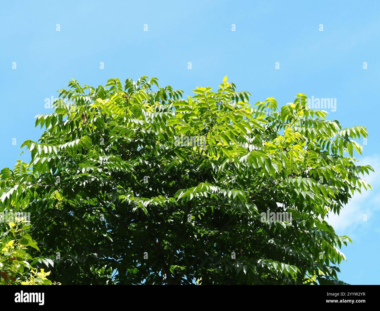 Flamegold rain tree hi-res stock photography and images - Alamy