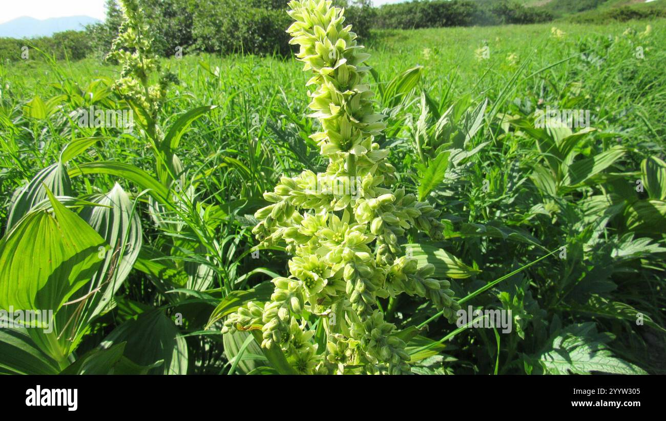 white false hellebore (Veratrum oxysepalum Stock Photo - Alamy