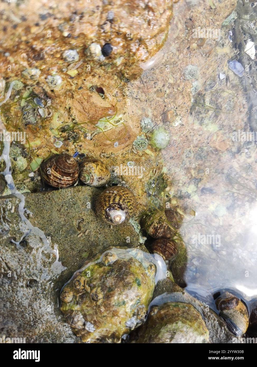 Lined Top Shell (Phorcus lineatus Stock Photo - Alamy