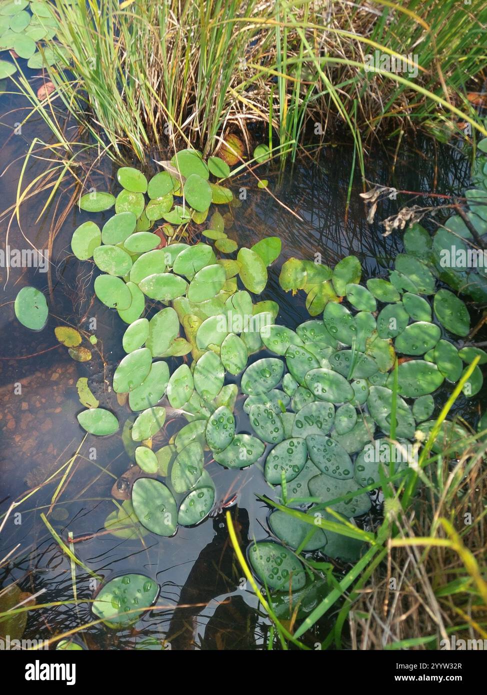 Watershield (Brasenia schreberi Stock Photo - Alamy