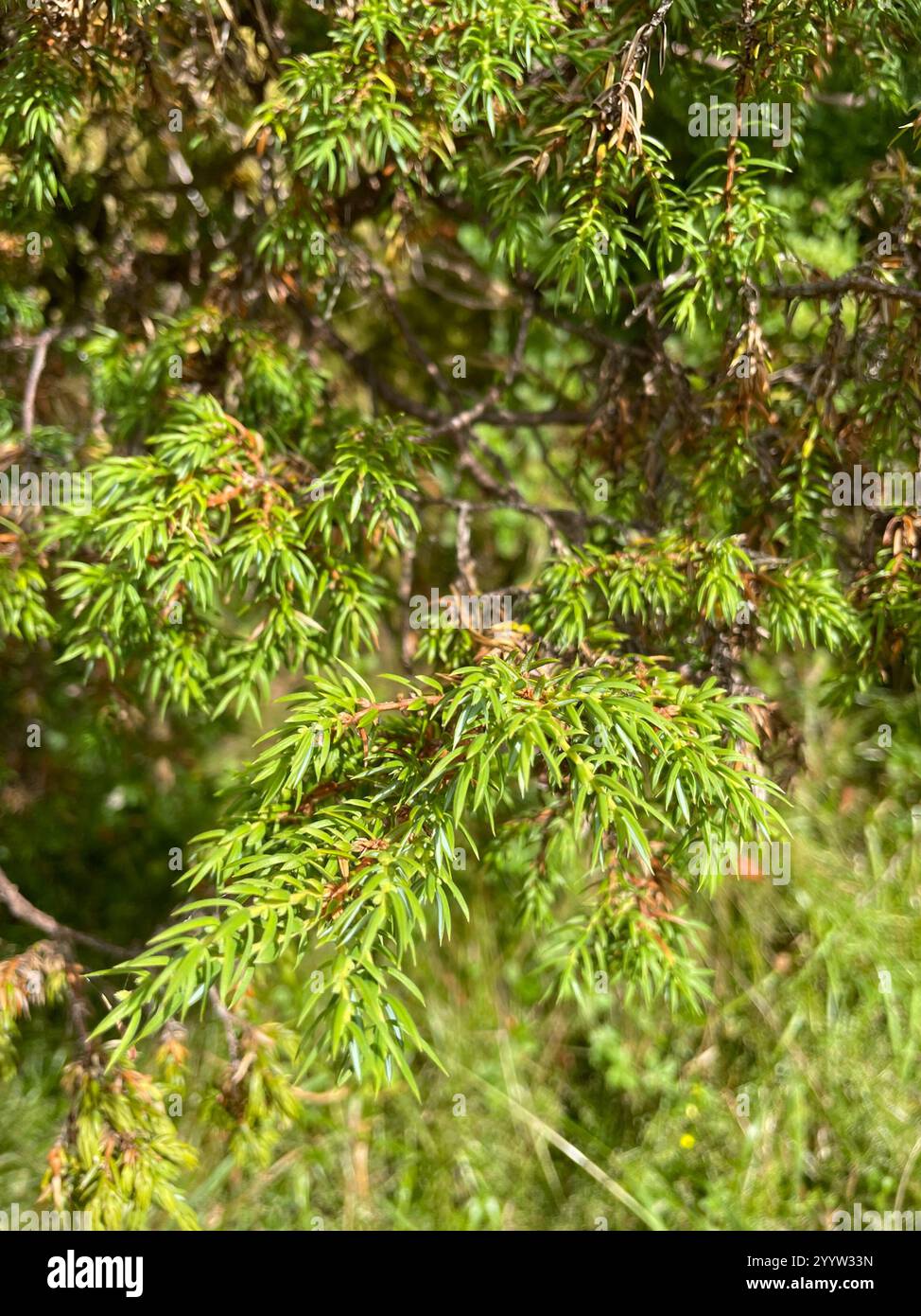 common juniper (Juniperus communis Stock Photo - Alamy