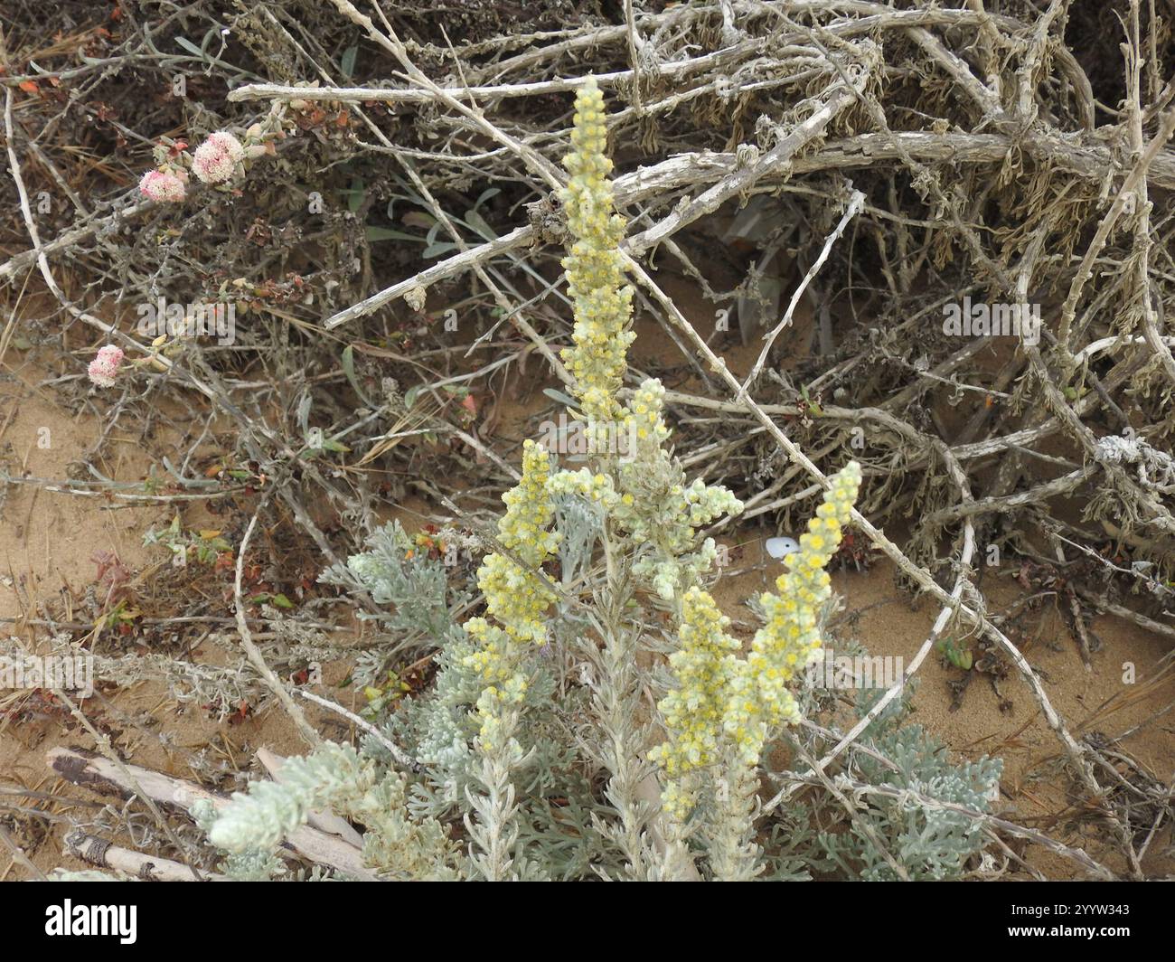 coastal sagewort (Artemisia pycnocephala Stock Photo - Alamy