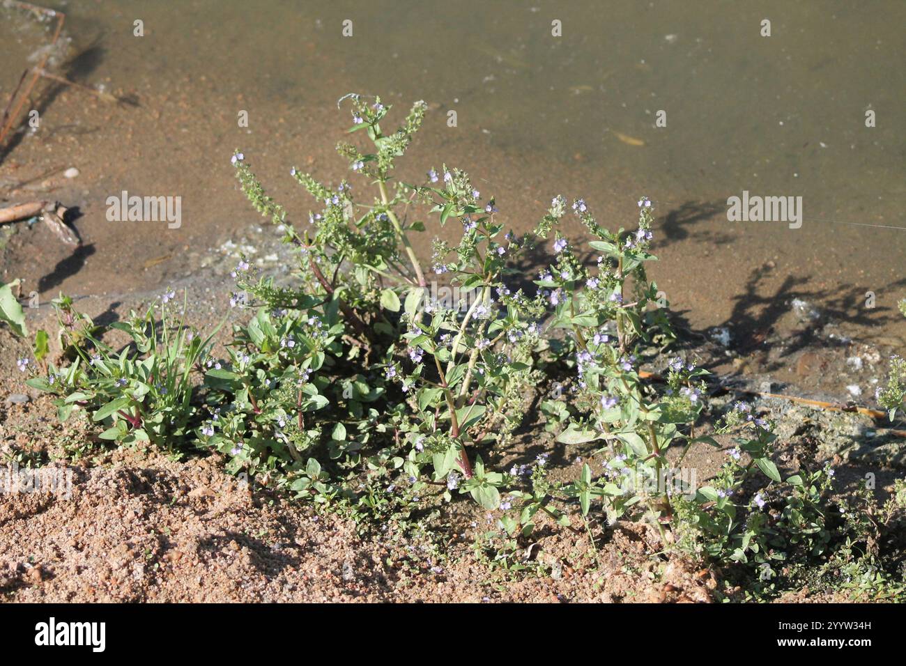 blue water-speedwell (Veronica anagallis-aquatica Stock Photo - Alamy