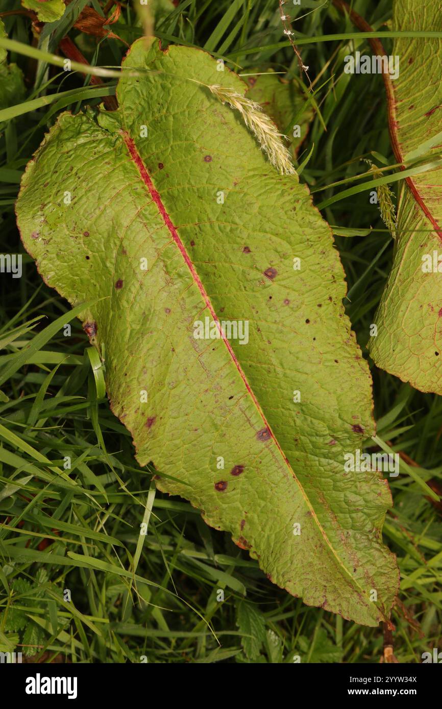 Red Dock Spot (Ramularia rubella Stock Photo - Alamy