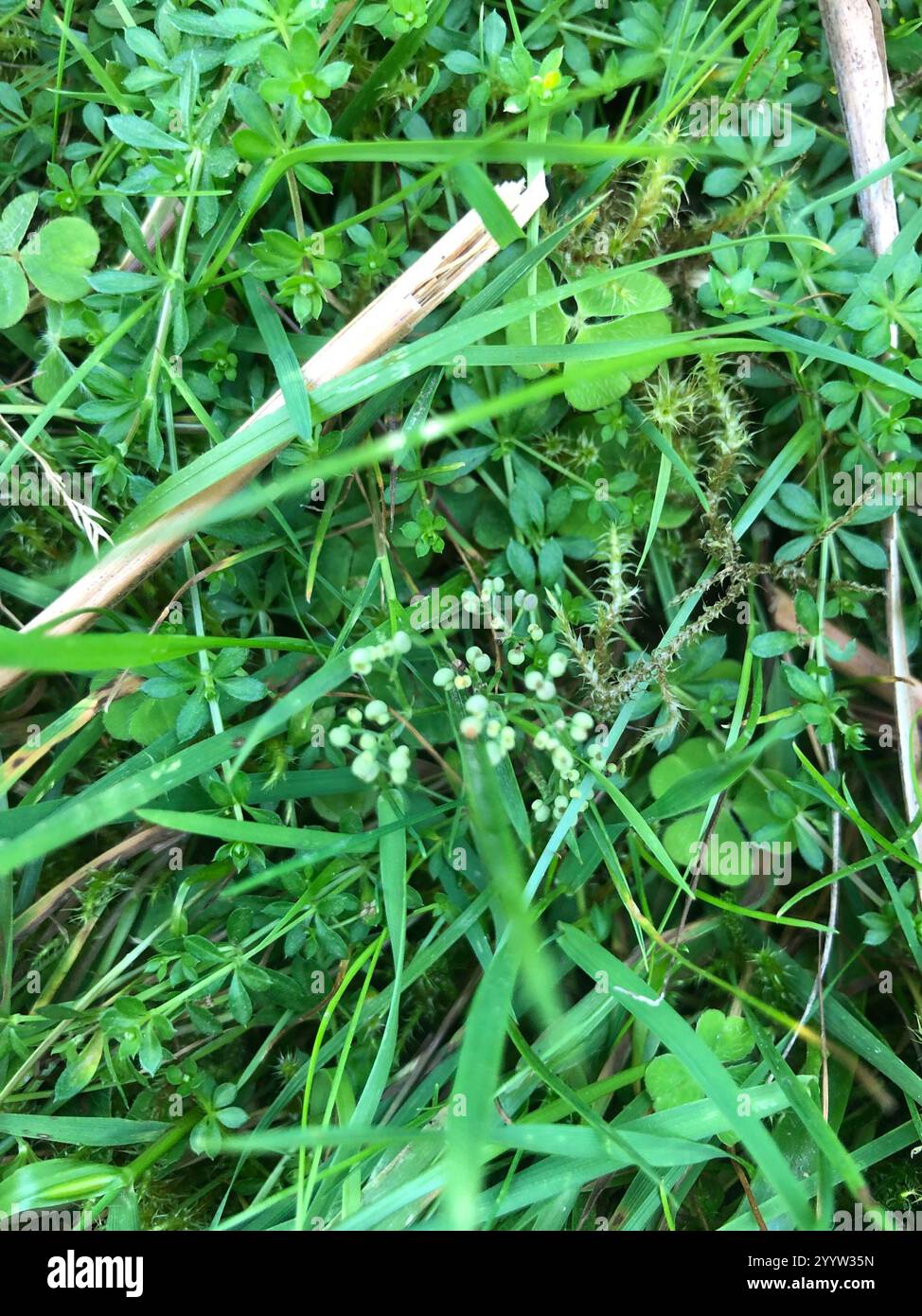 Heath Bedstraw (Galium saxatile Stock Photo - Alamy