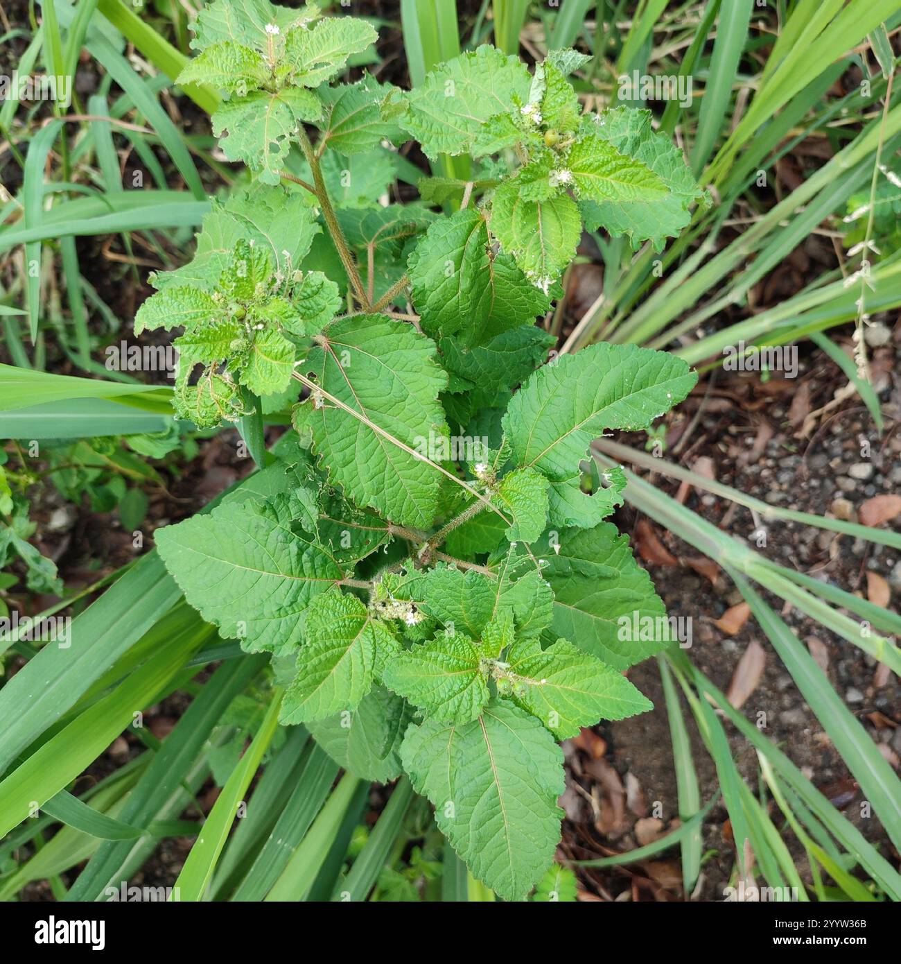 Hairy Croton (Croton hirtus Stock Photo - Alamy