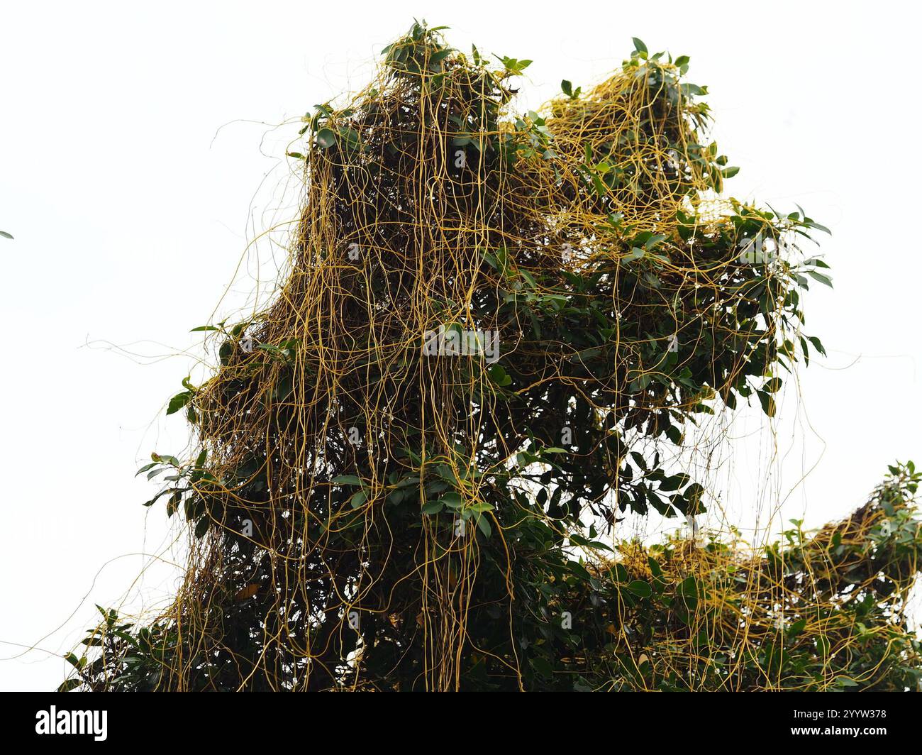 Japanese dodder (Cuscuta japonica Stock Photo - Alamy