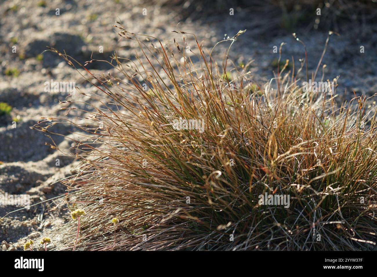 grasses, sedges, cattails, and allies (Poales Stock Photo - Alamy