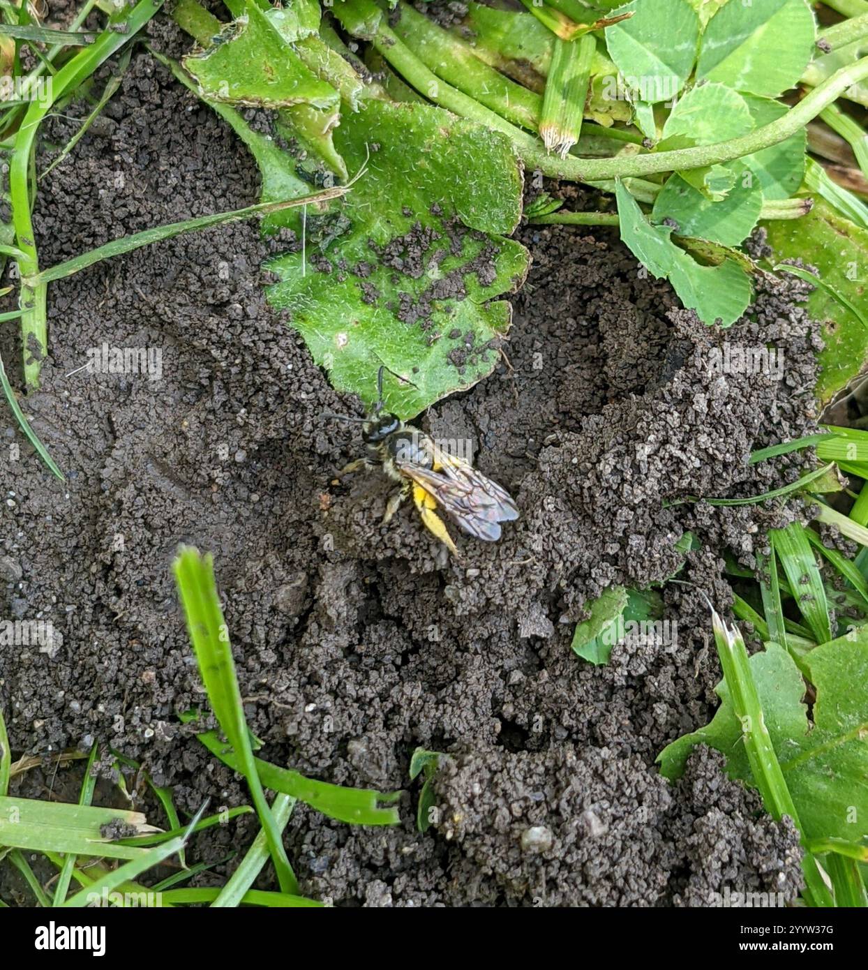 Yellow-legged Mining Bee (Andrena flavipes Stock Photo - Alamy