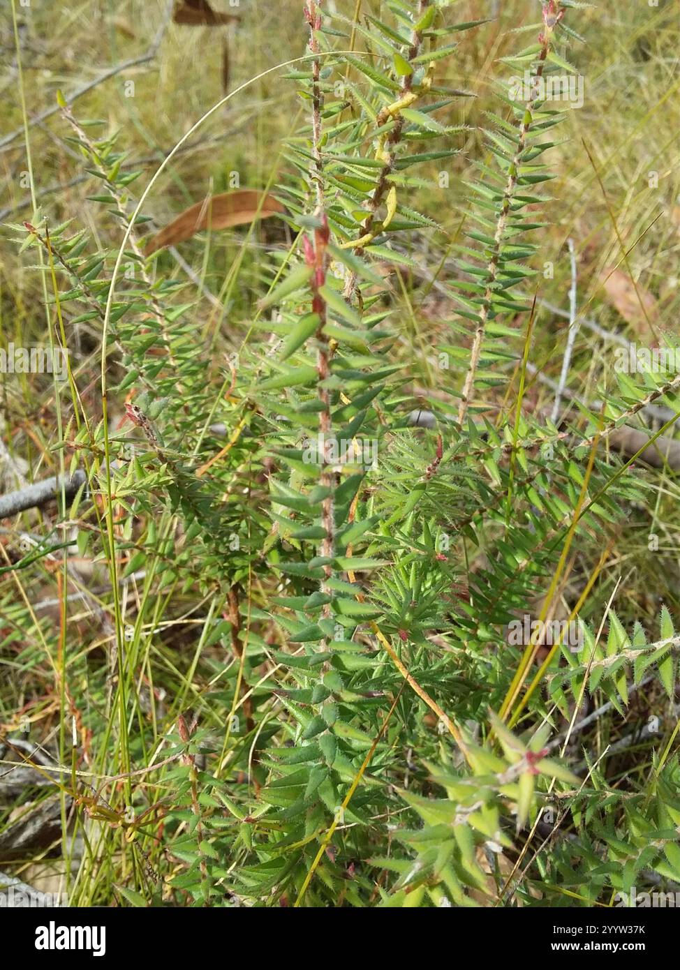 Mount Lofty Ground-berry (Acrotriche fasciculiflora Stock Photo - Alamy