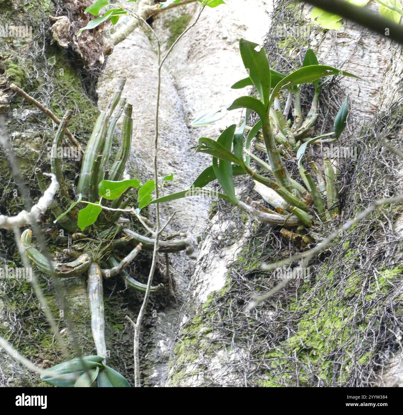 rock orchid (Dendrobium speciosum Stock Photo - Alamy