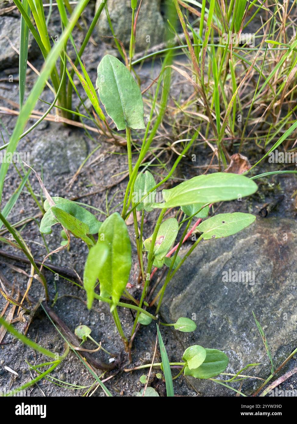 Common Sorrel (Rumex acetosa Stock Photo - Alamy