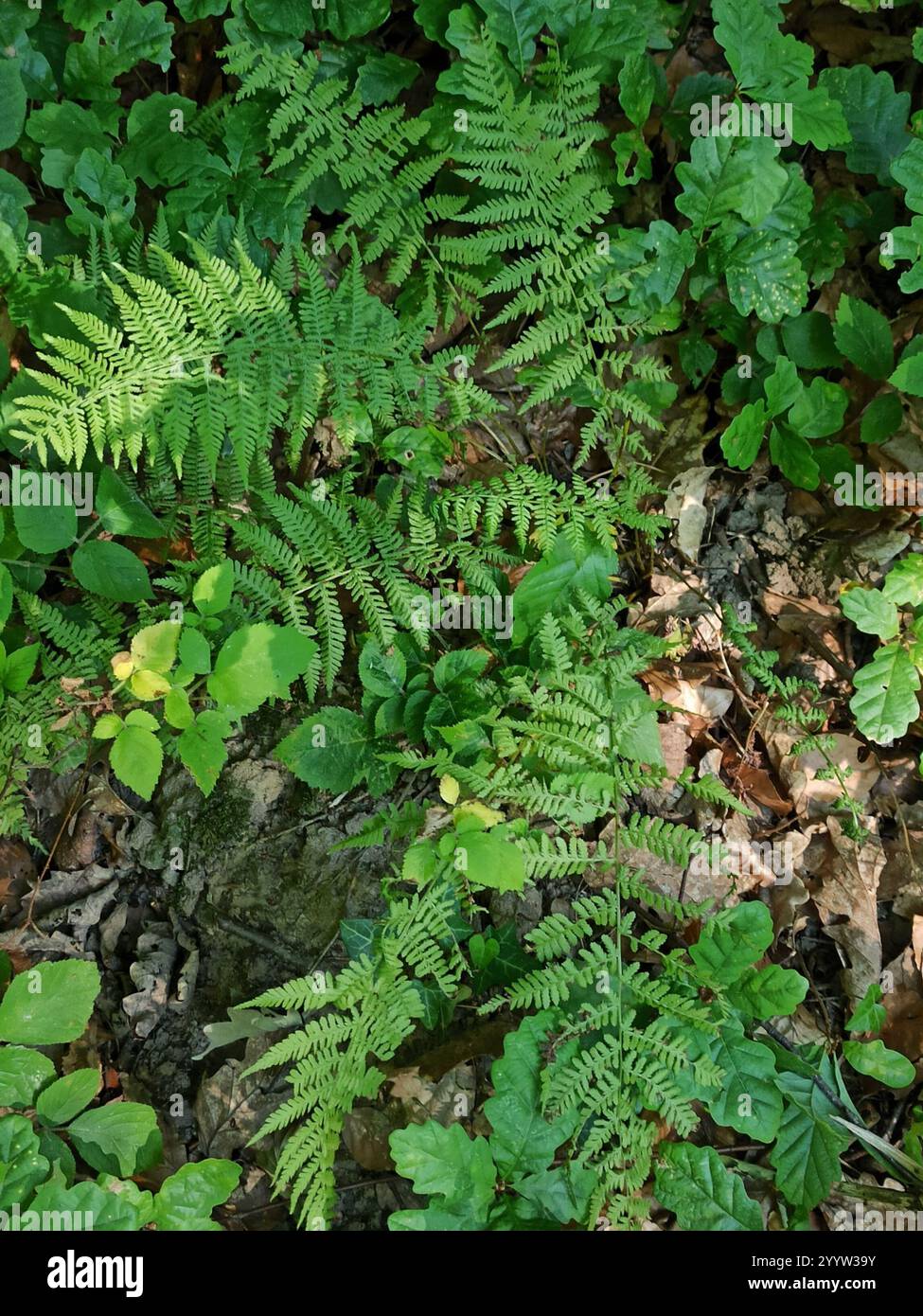 lady fern (Athyrium filix-femina Stock Photo - Alamy