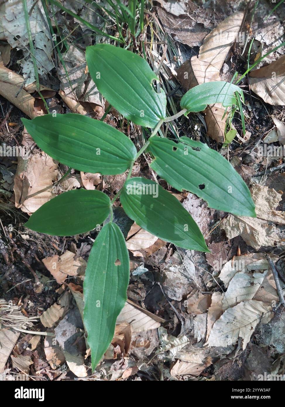 rose twisted-stalk (Streptopus lanceolatus Stock Photo - Alamy