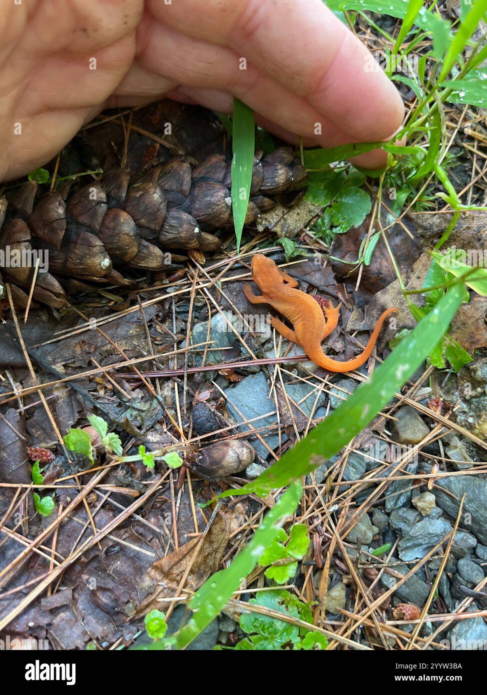 Eastern Newt (Notophthalmus viridescens Stock Photo - Alamy