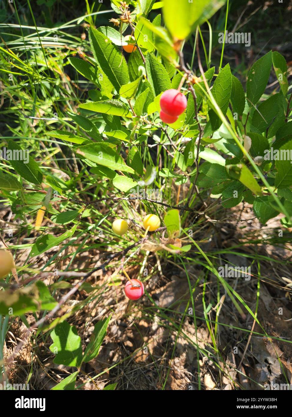 American plum (Prunus americana Stock Photo - Alamy