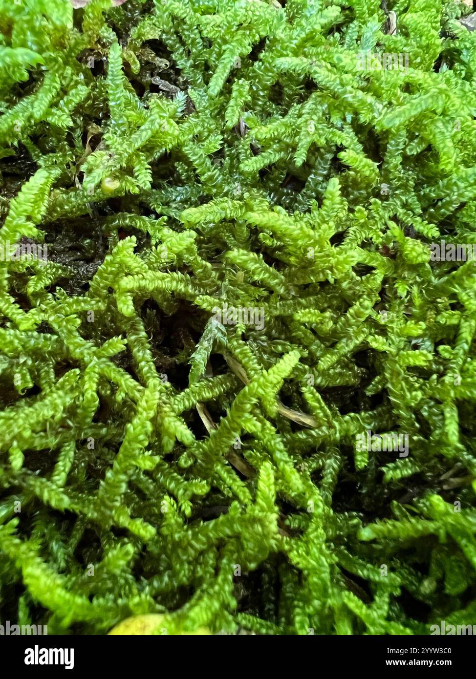 brocade moss (Callicladium imponens Stock Photo - Alamy