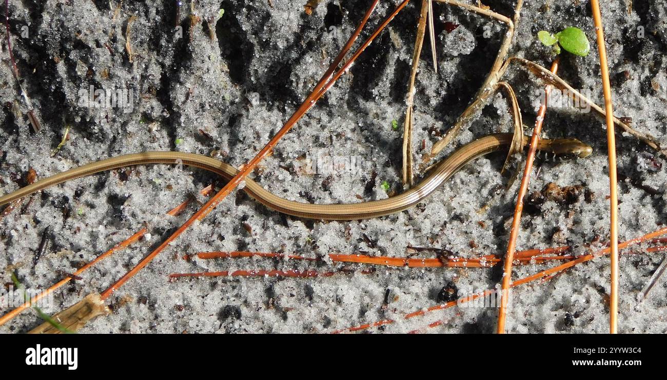 North American Glass Lizards (Ophisaurus Stock Photo - Alamy