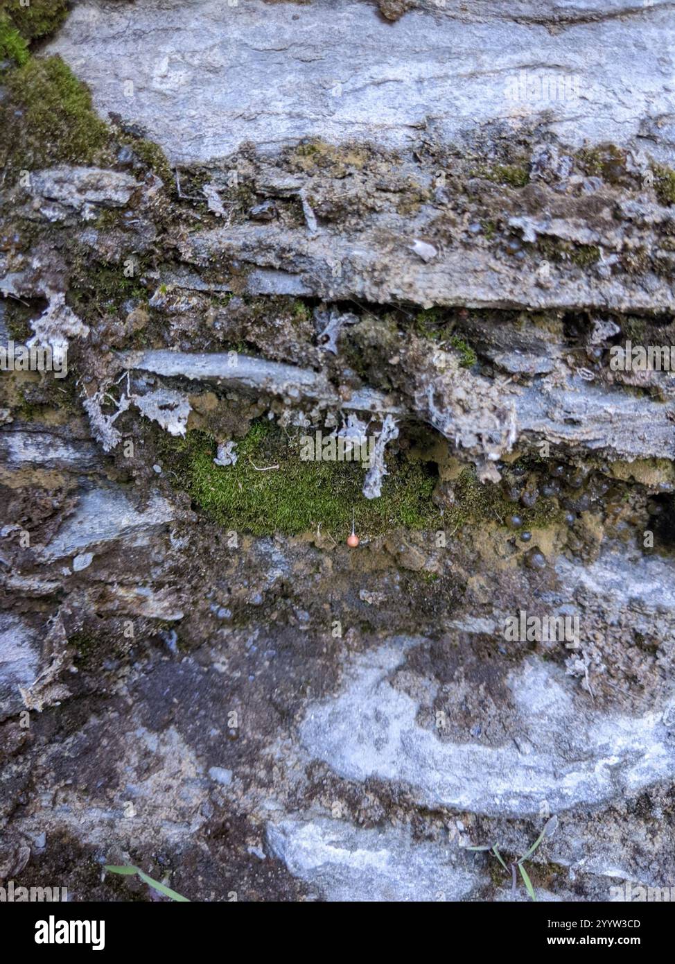 ray spiders (Theridiosoma Stock Photo - Alamy