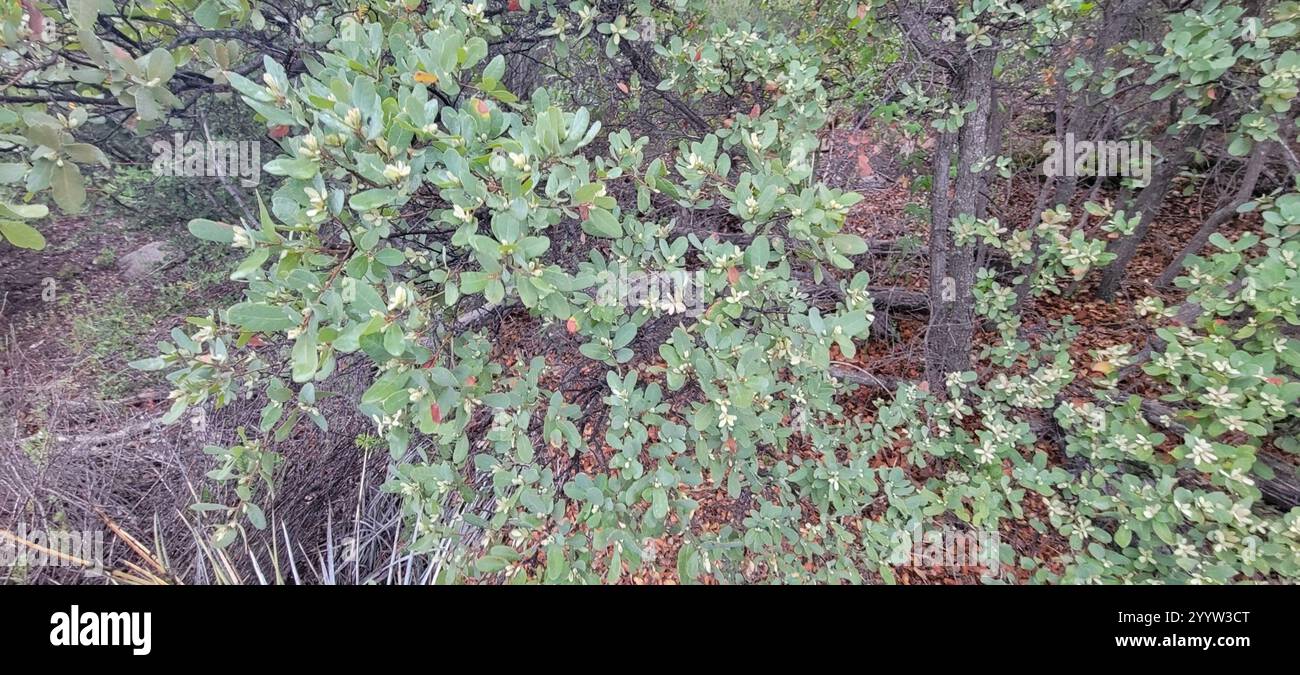 Engelmann oak (Quercus engelmannii Stock Photo - Alamy