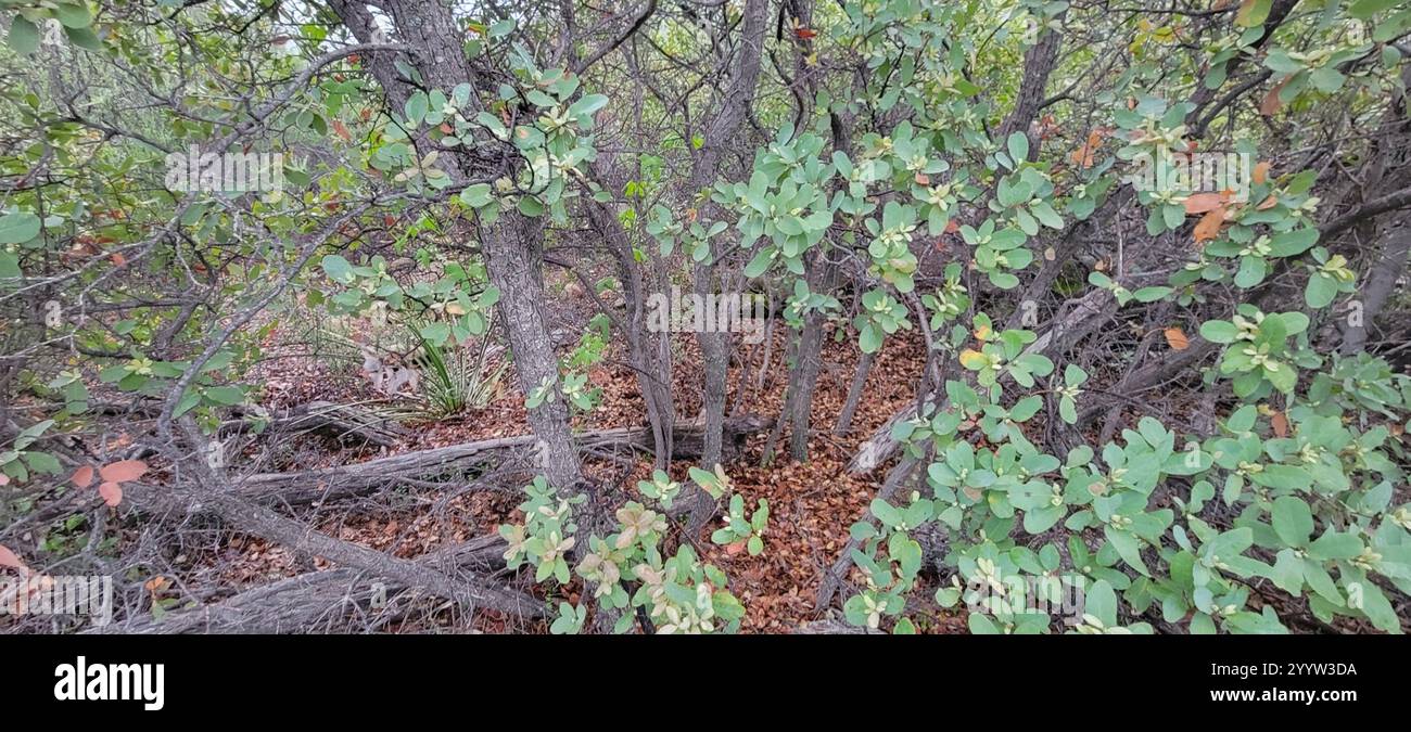 Engelmann oak (Quercus engelmannii Stock Photo - Alamy